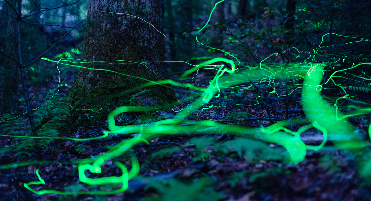 Finding the elusive blue ghost firefly in Upstate SC | Upstate Forever Blog