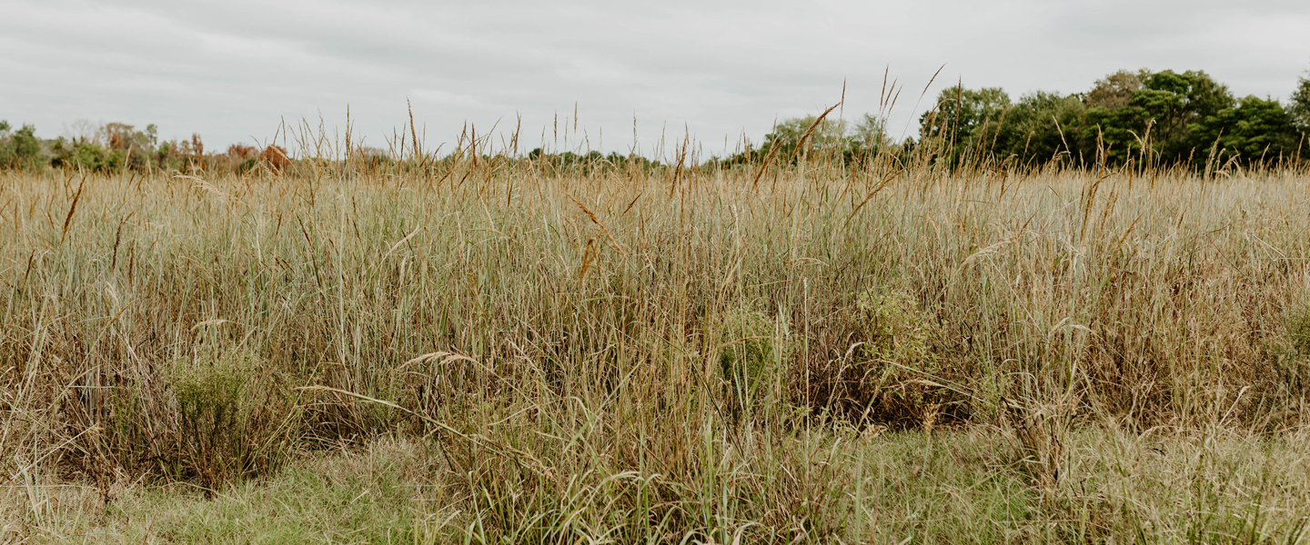 Restoring native grasses on protected property | Upstate Forever