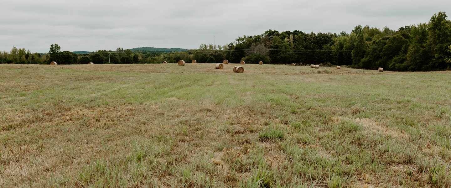 Restoring native grasses on protected property | Upstate Forever
